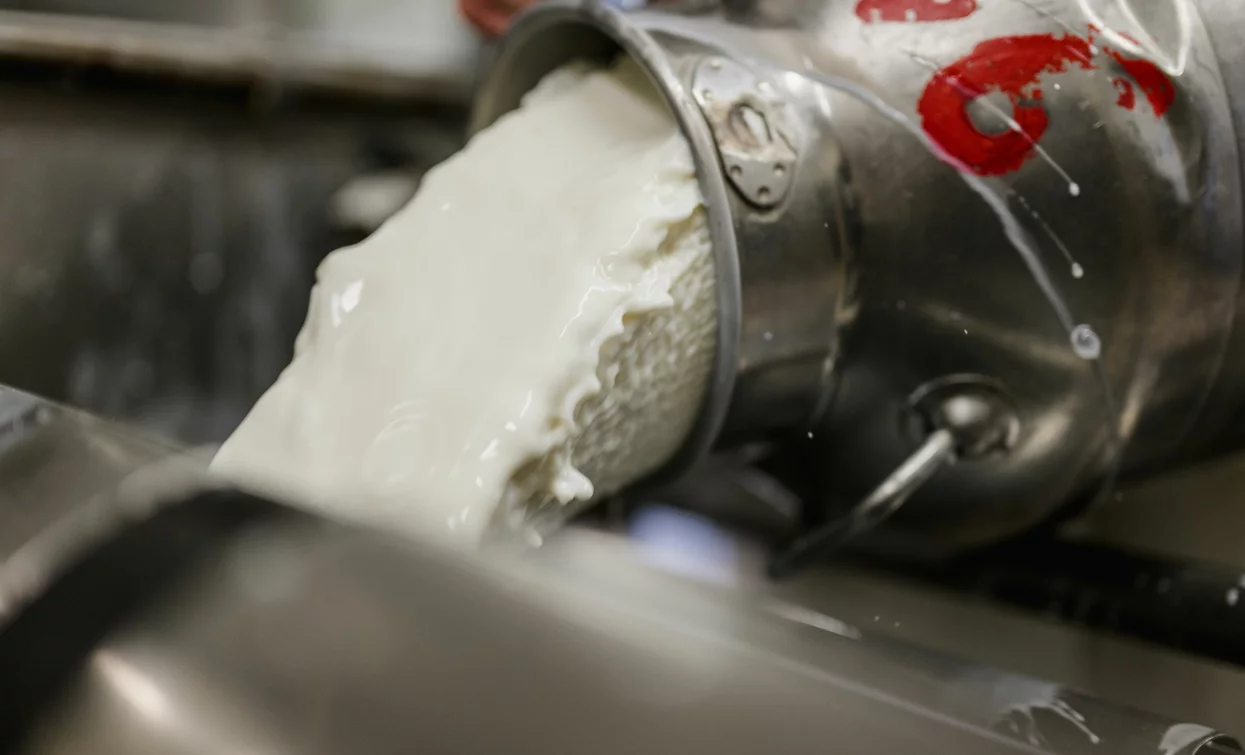 The scent of tradition: in the cheese vault