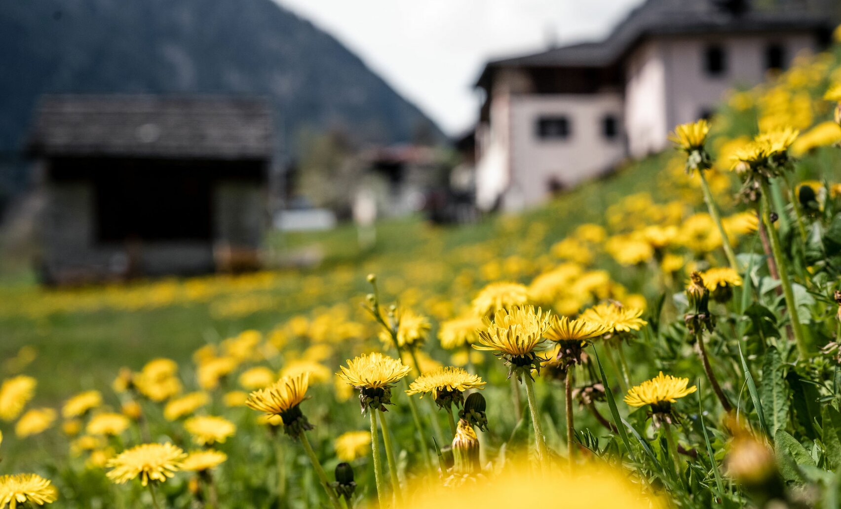 Val di Sole Trentino Holidays | Val di Sole’s Official Tourism Website
