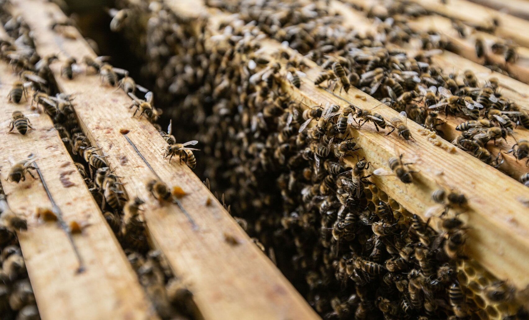 Wow Experience, Le esperienze più belle da fare in Val di Sole Trentino