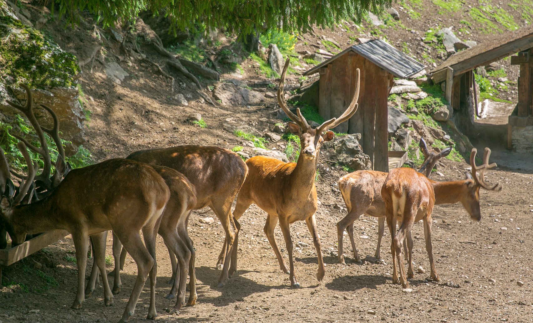 Peio, Val di Sole Trentino